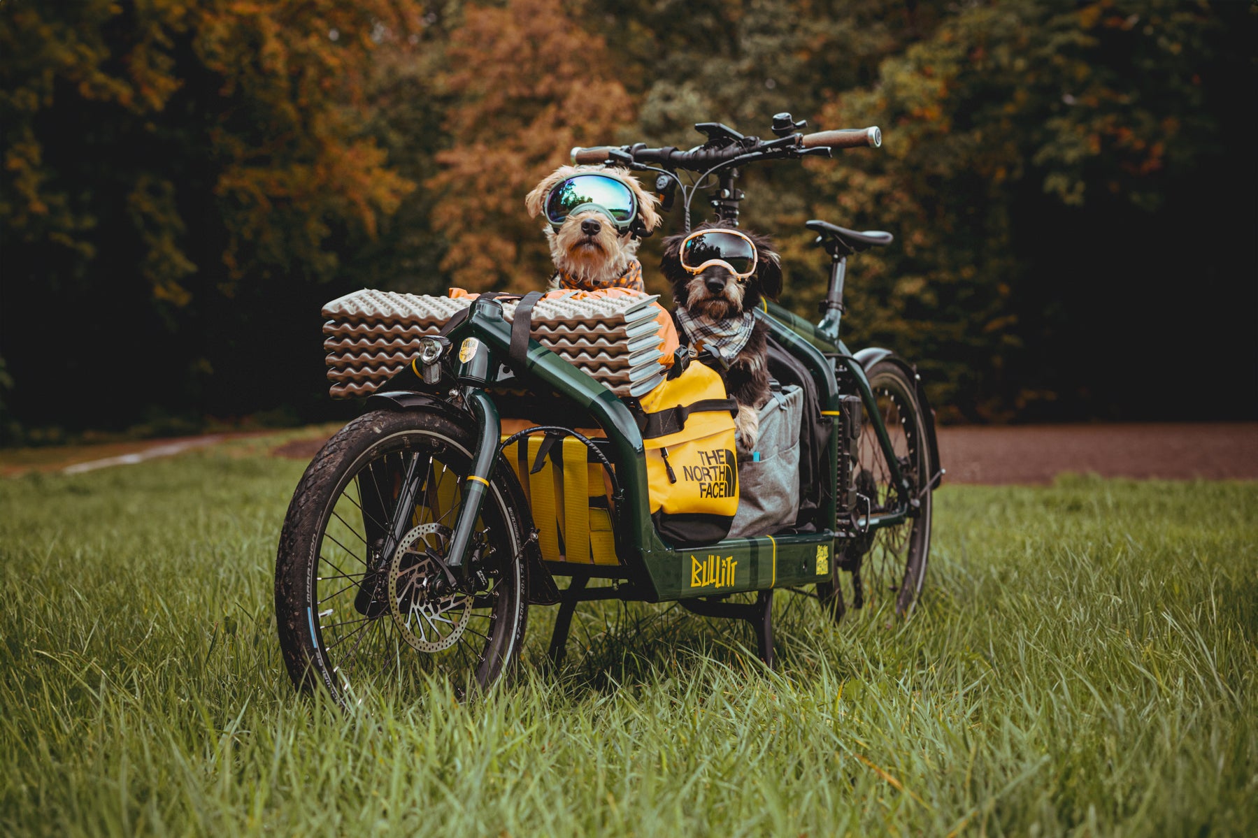 If your dog could choose... – Dutch Cargo (AU)